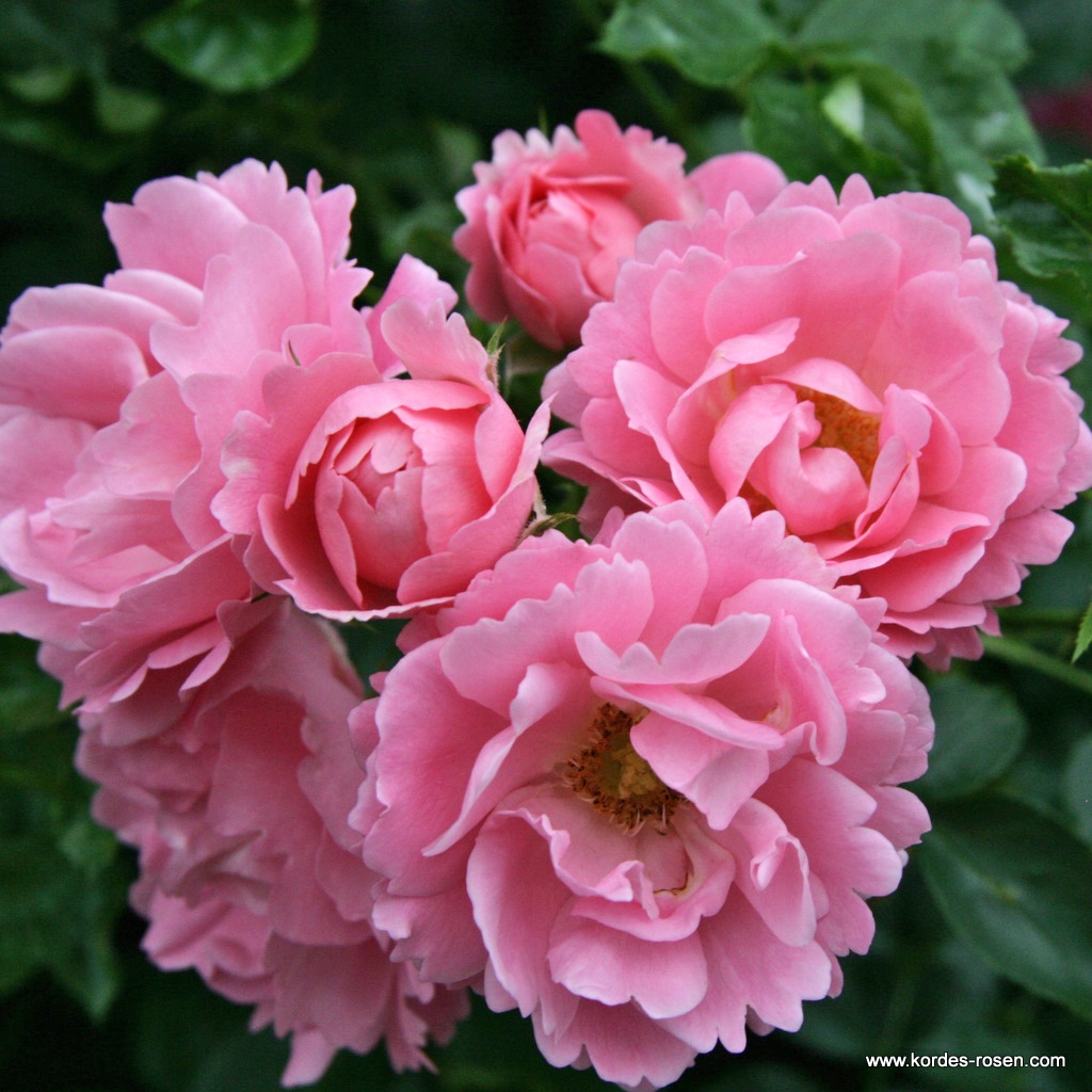 Sommerwind® | Kordes Rosen