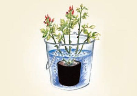 Pflanzanleitungen | Ihre Bestellung | Service | Kordes Rosen