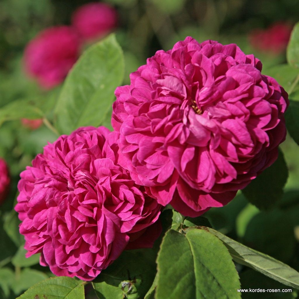 Rose de Resht | Kordes Rosen