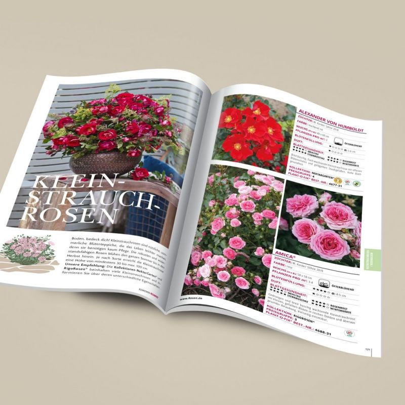 Kordes Gartenrosen-Katalog | Kordes Rosen