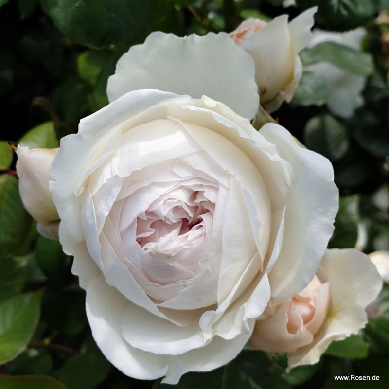 Herzogin Christiana® | Kordes Rosen