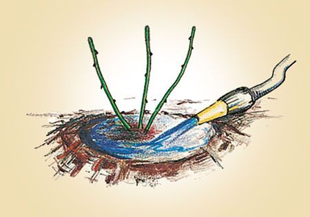 Pflanzanleitungen | Ihre Bestellung | Service | Kordes Rosen