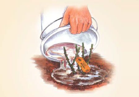 Pflanzanleitungen | Ihre Bestellung | Service | Kordes Rosen