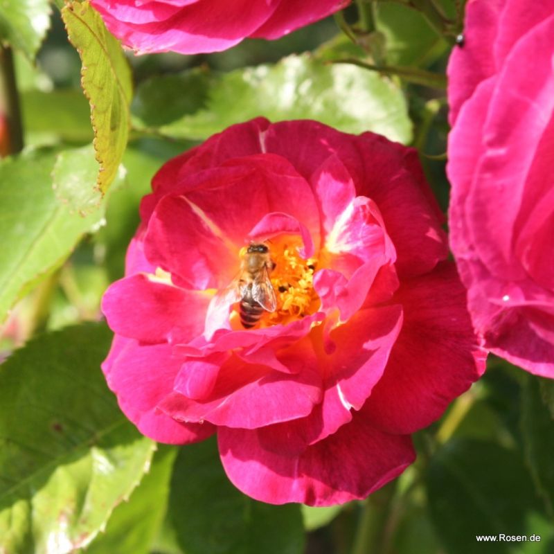Ile De Fleurs Max Reinhardt Rose Kordes Rosen