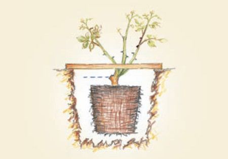 Pflanzanleitungen | Ihre Bestellung | Service | Kordes Rosen