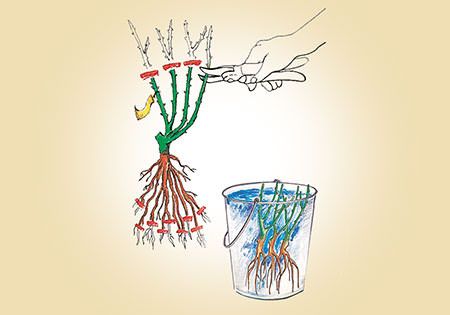 Pflanzanleitungen | Ihre Bestellung | Service | Kordes Rosen