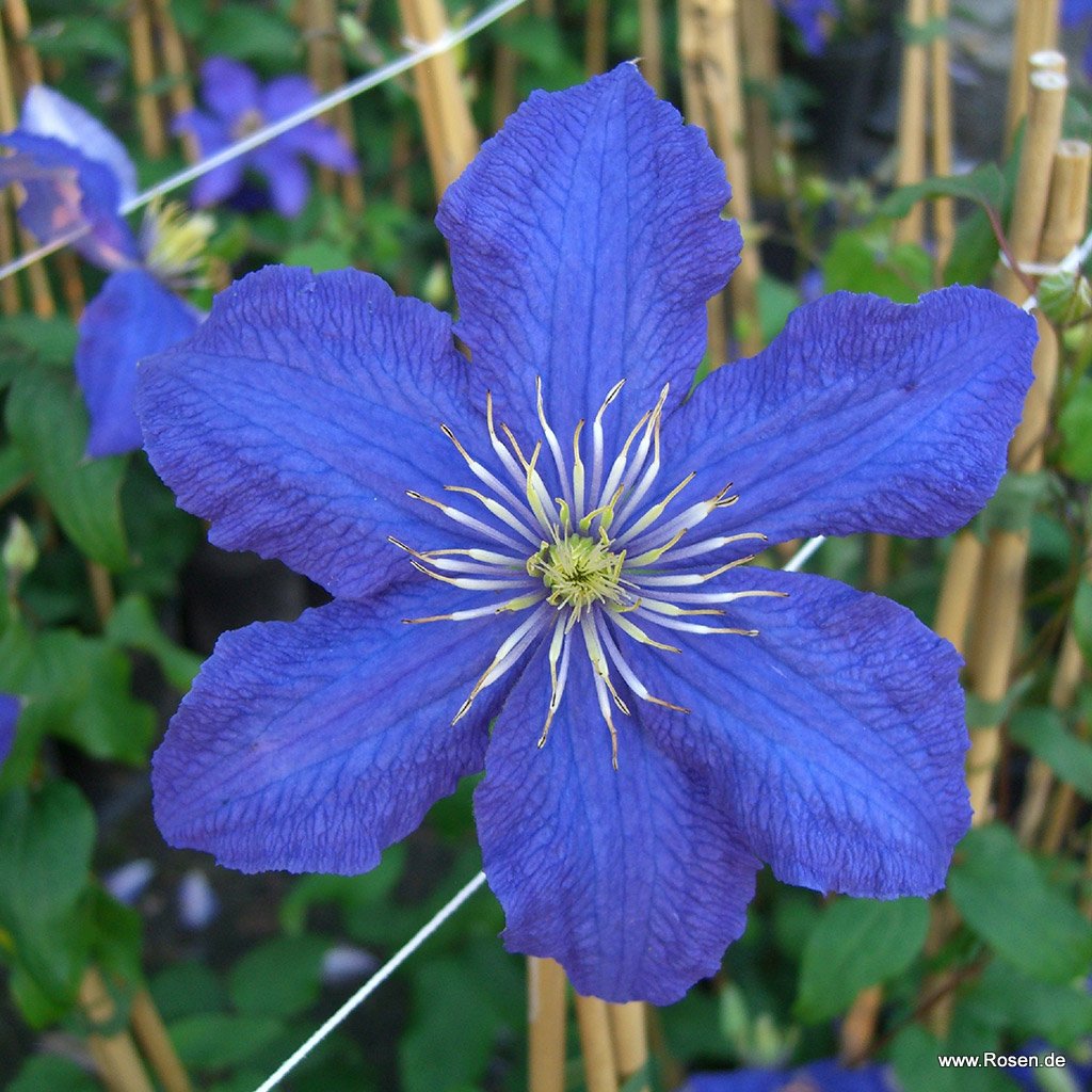 Clematis | Kordes Rosen