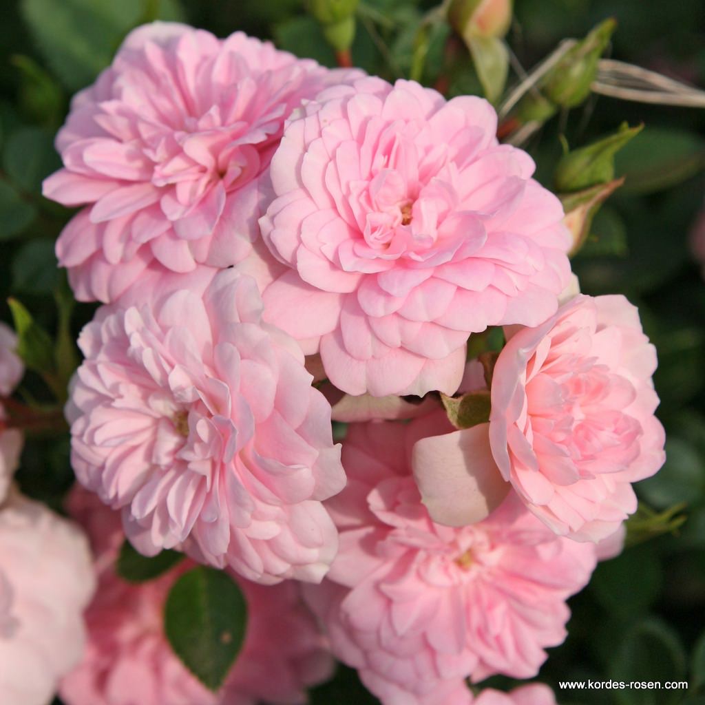 Slope | Specific Situation | Garden roses | Kordes Rosen