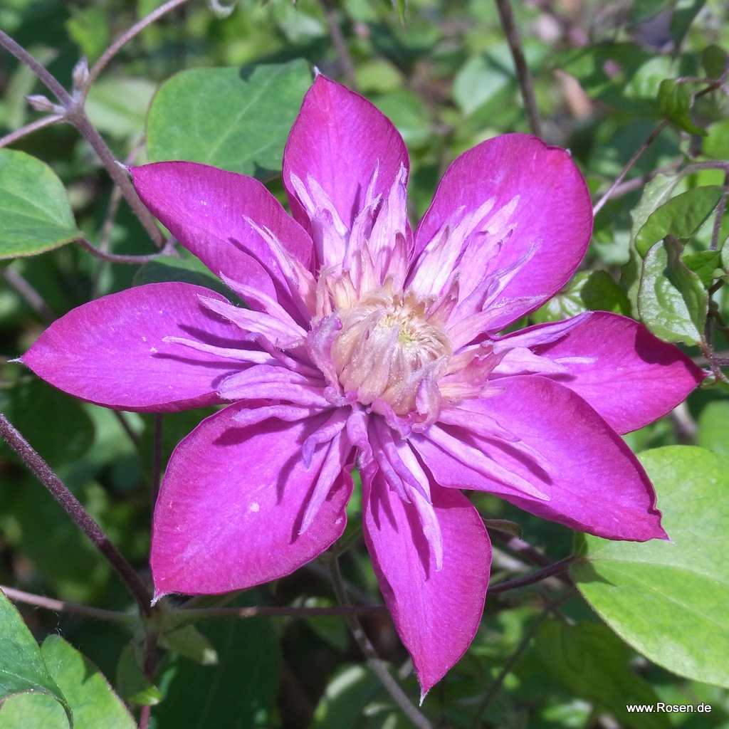 Alaska®/Future® | Kordes Rosen