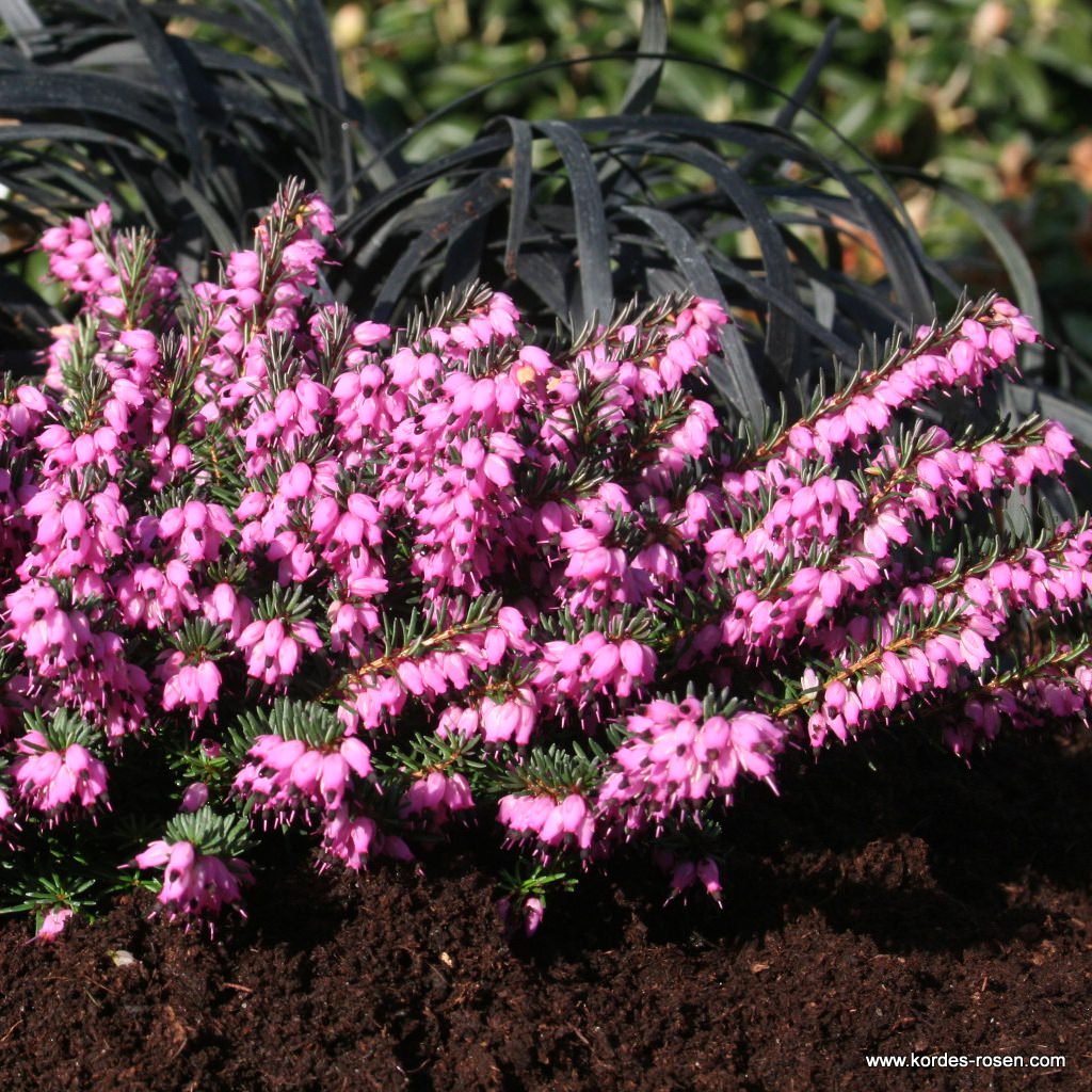 Heidegarten | Kordes Rosen