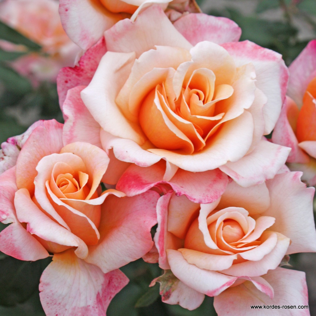 Oh Happy Day Kordes Rosen oh-happy-day-kordes-rosen