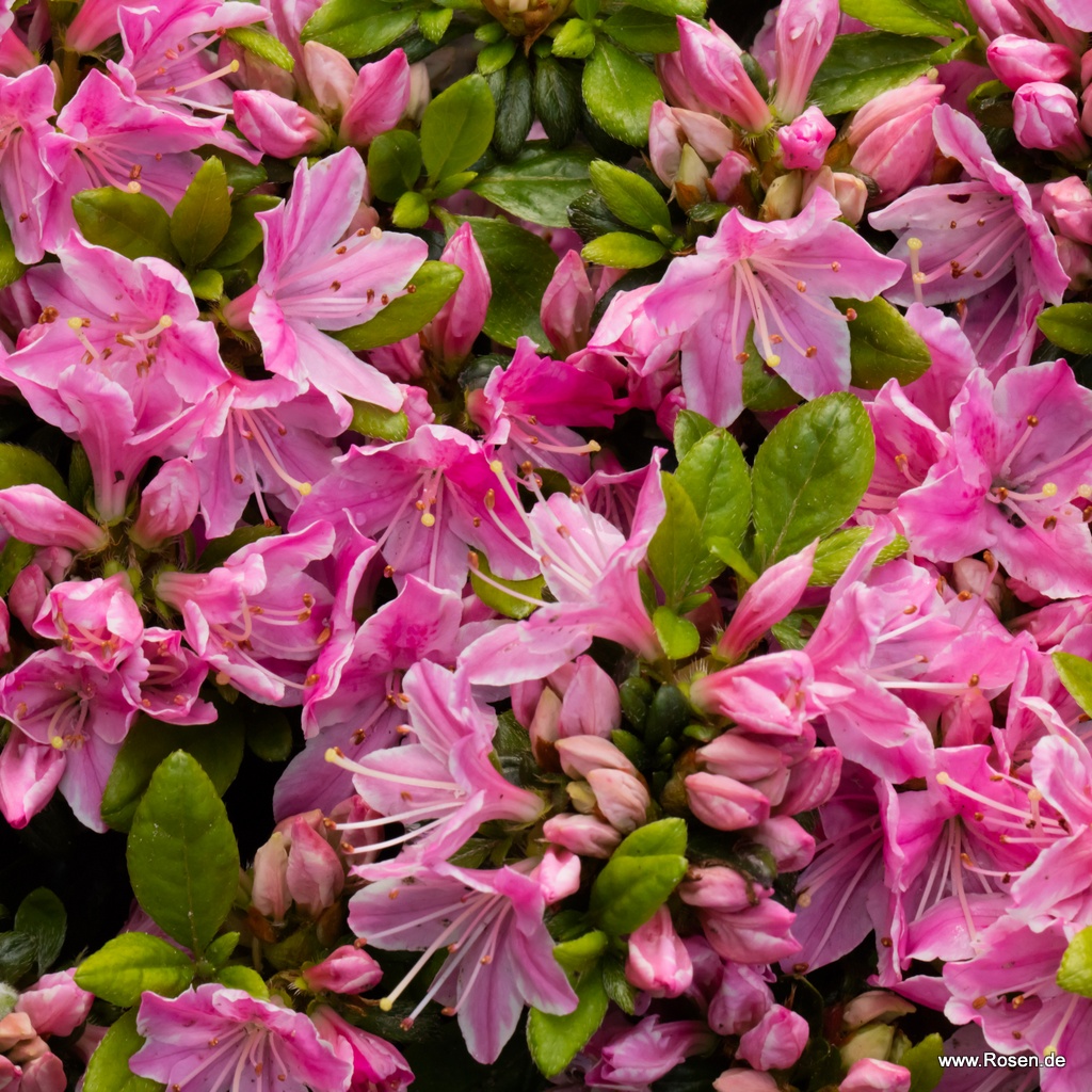 Bloombux®, pink | Kordes Rosen