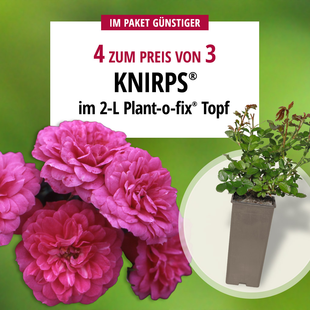 Gartenrosen | Kordes Rosen