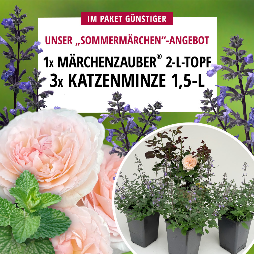 Milano® | Kordes Rosen