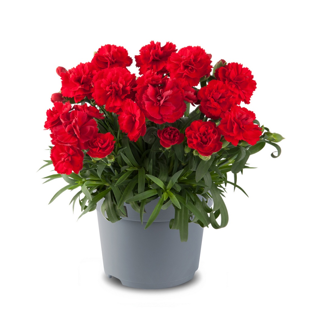 Gartennelke 'Code® Bright Red' | Kordes Rosen