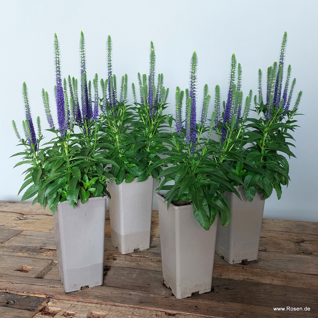 Pflanzvorschlag mit Kletterrosen | Kordes Rosen