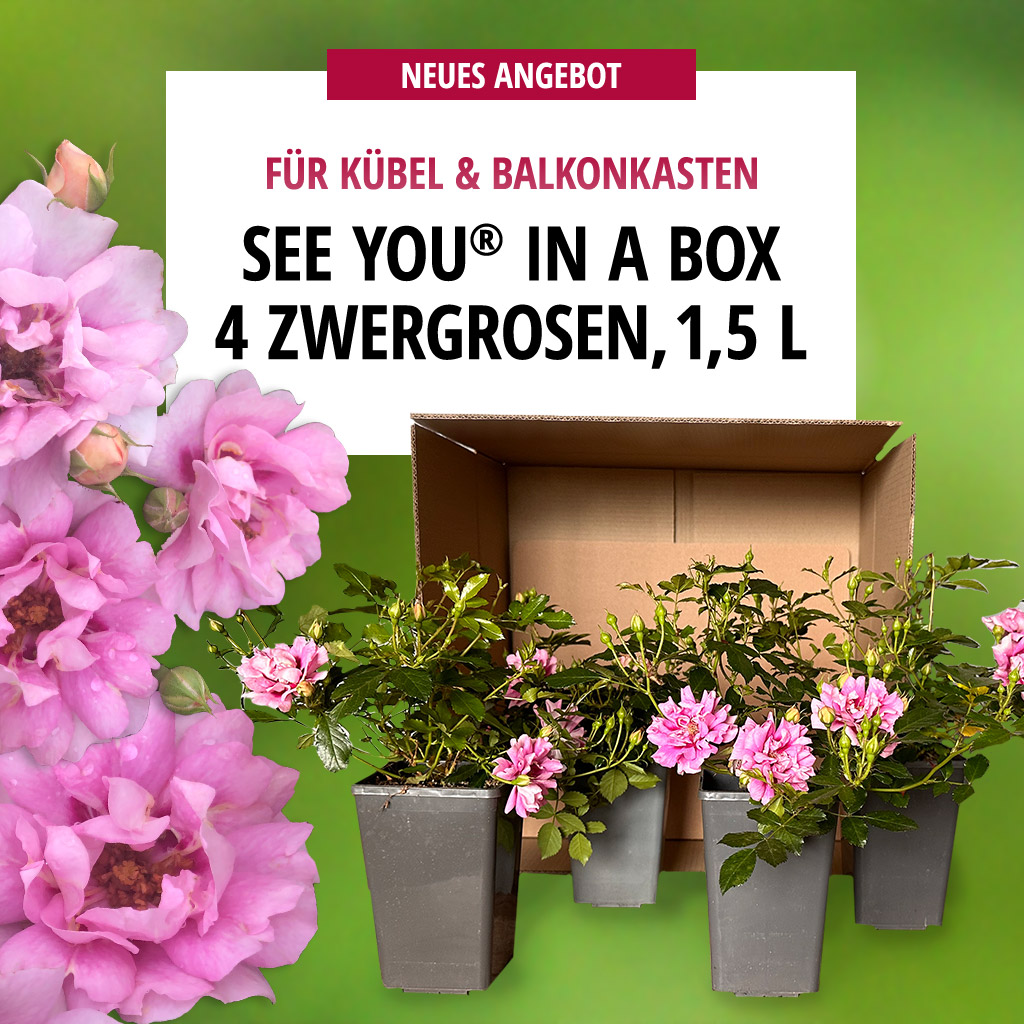 SEE YOU® in purple | Kordes Rosen