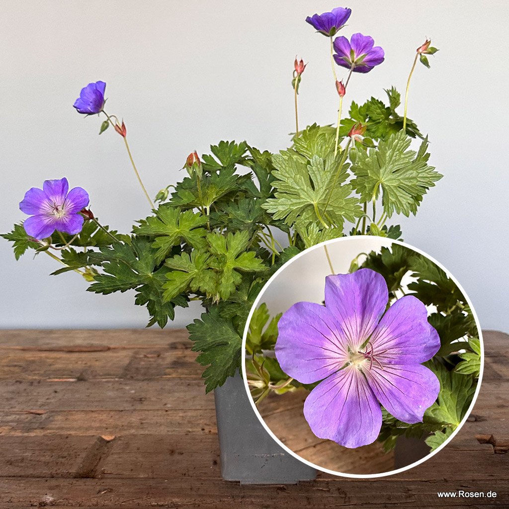 Pflanzvorschlag mit Kletterrosen | Kordes Rosen