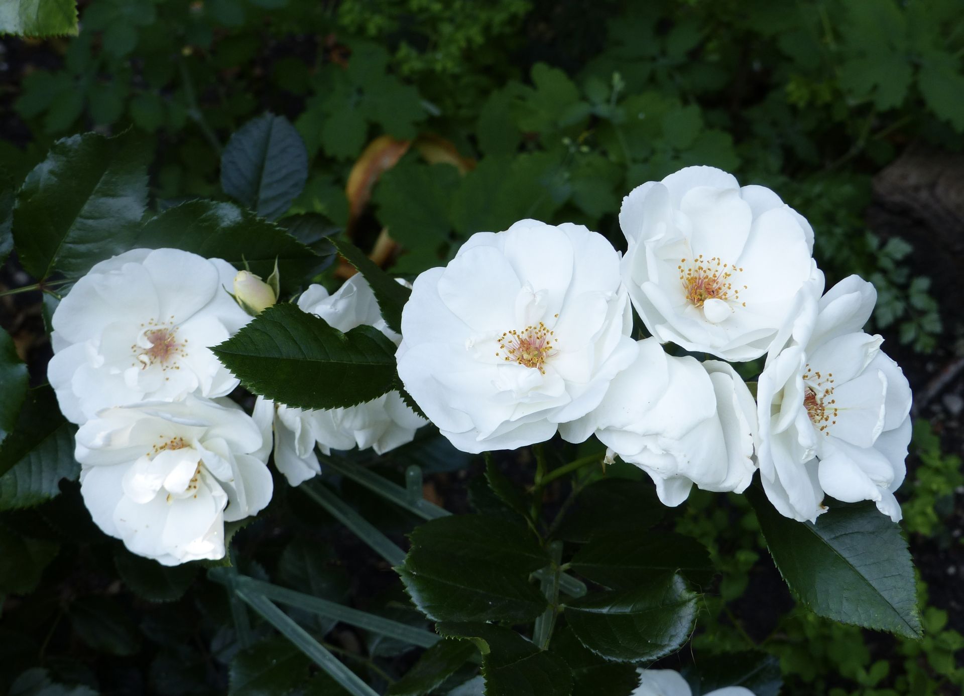 Weisse Wolke® | Kordes Rosen