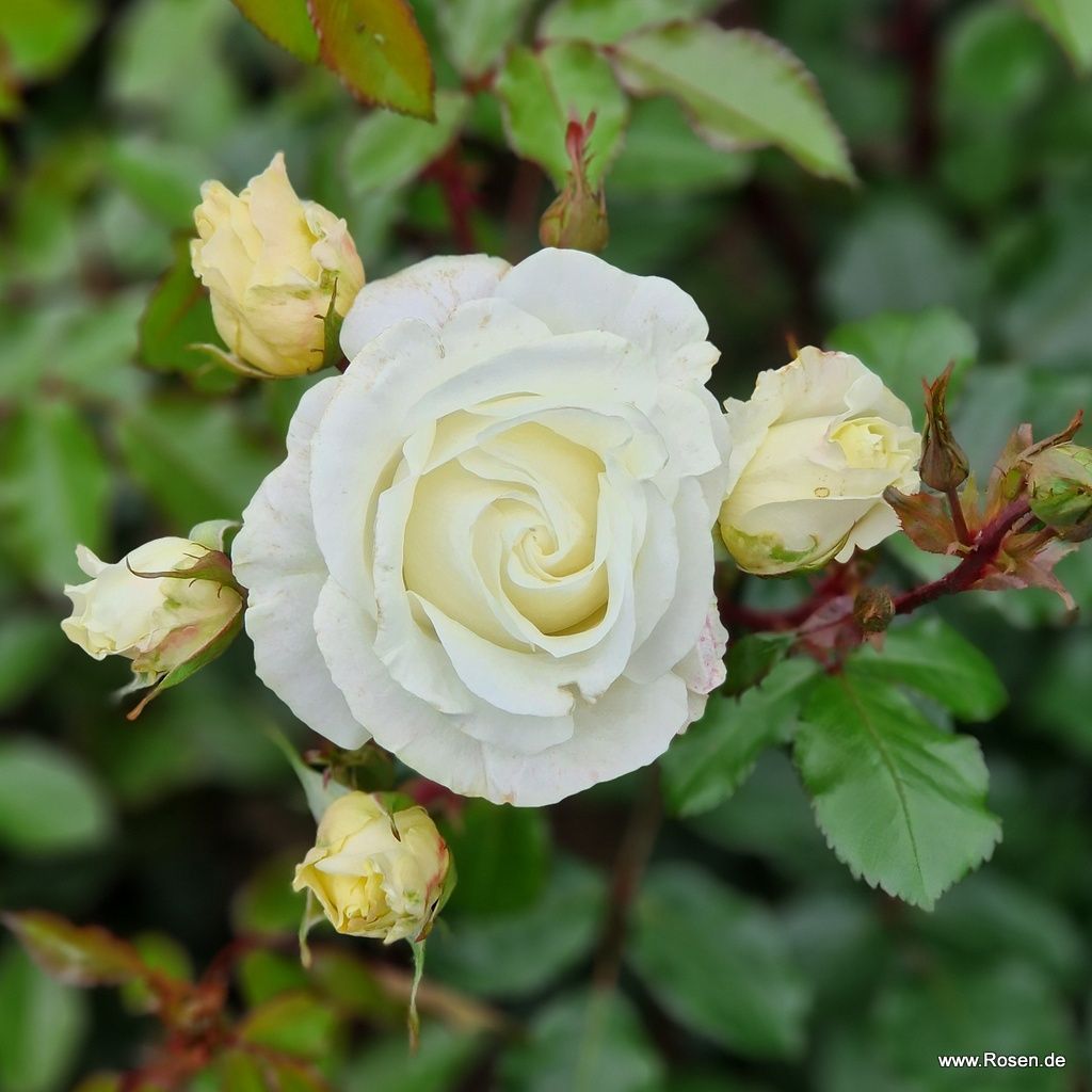 Mentor®-Rose | Kordes Rosen