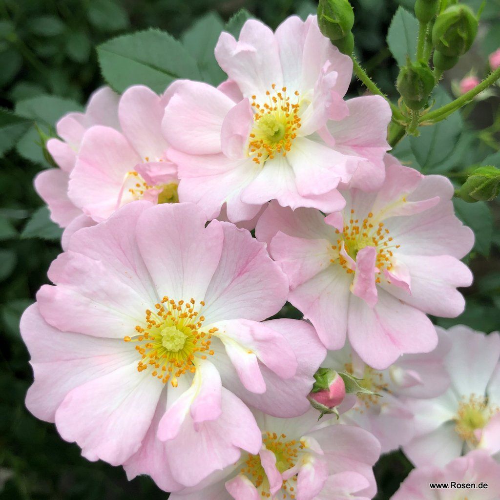 Miniature Roses | Shop By Type | Garden roses | Kordes Rosen