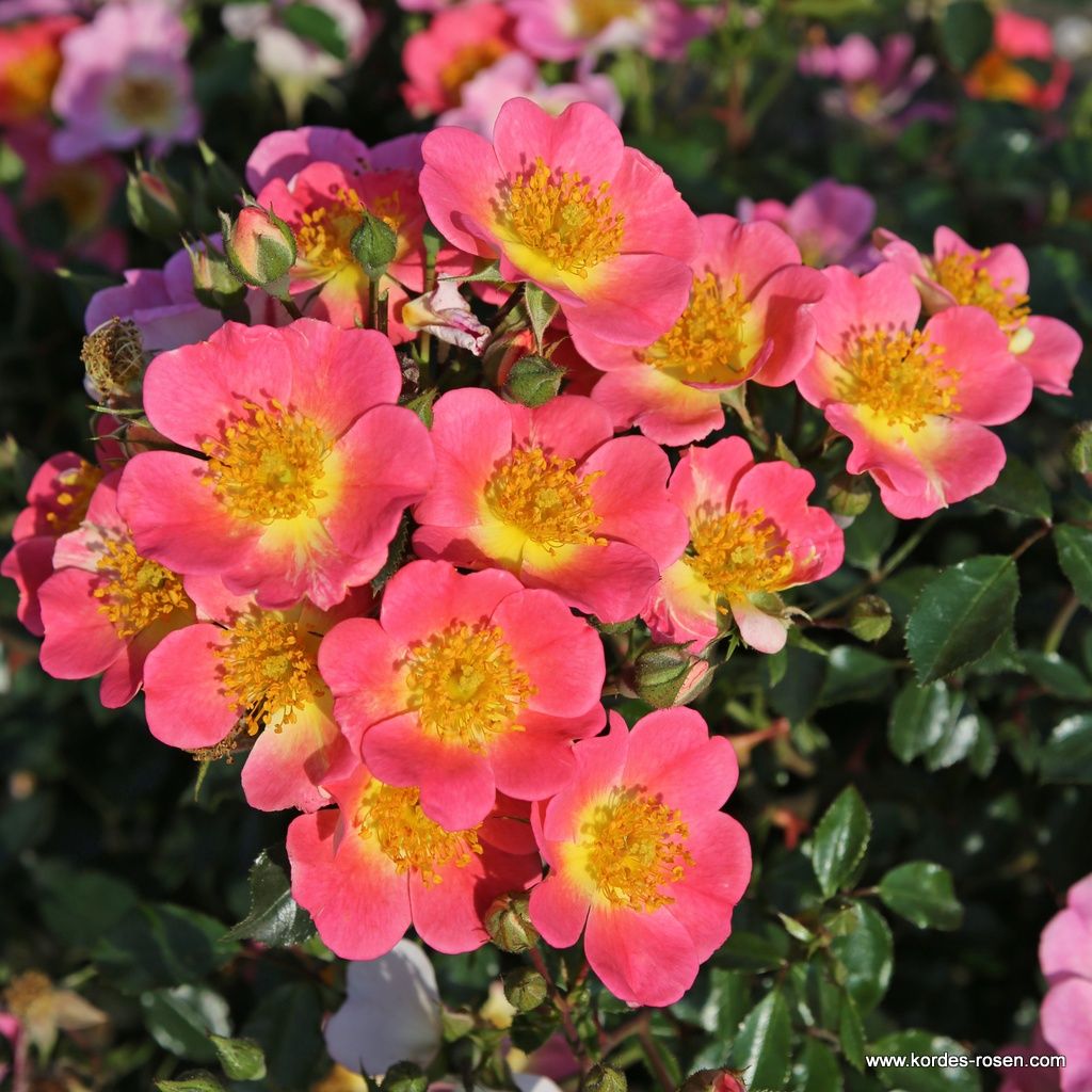 Topolina® | Kordes Rosen