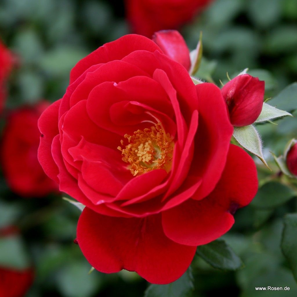 Caracho® | Kordes Rosen