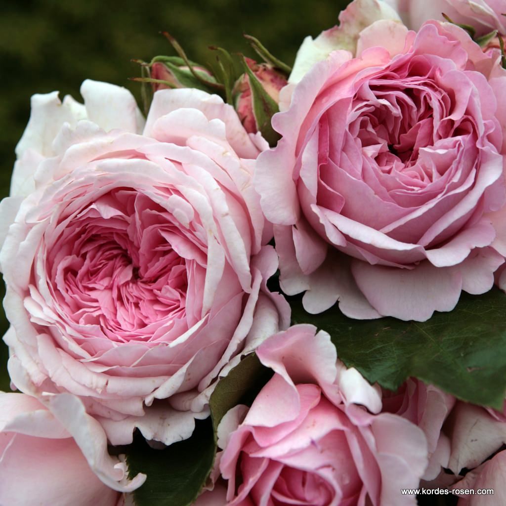 Alexandra® - Princesse de Luxembourg | Kordes Rosen