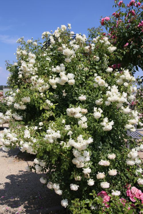 Rosiers grimpants | Types de rosiers | Rosiers jardin | Kordes Rosen