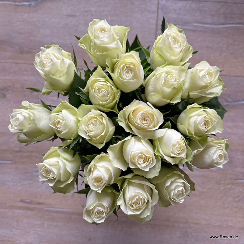 Schnittrosen | Kordes Rosen