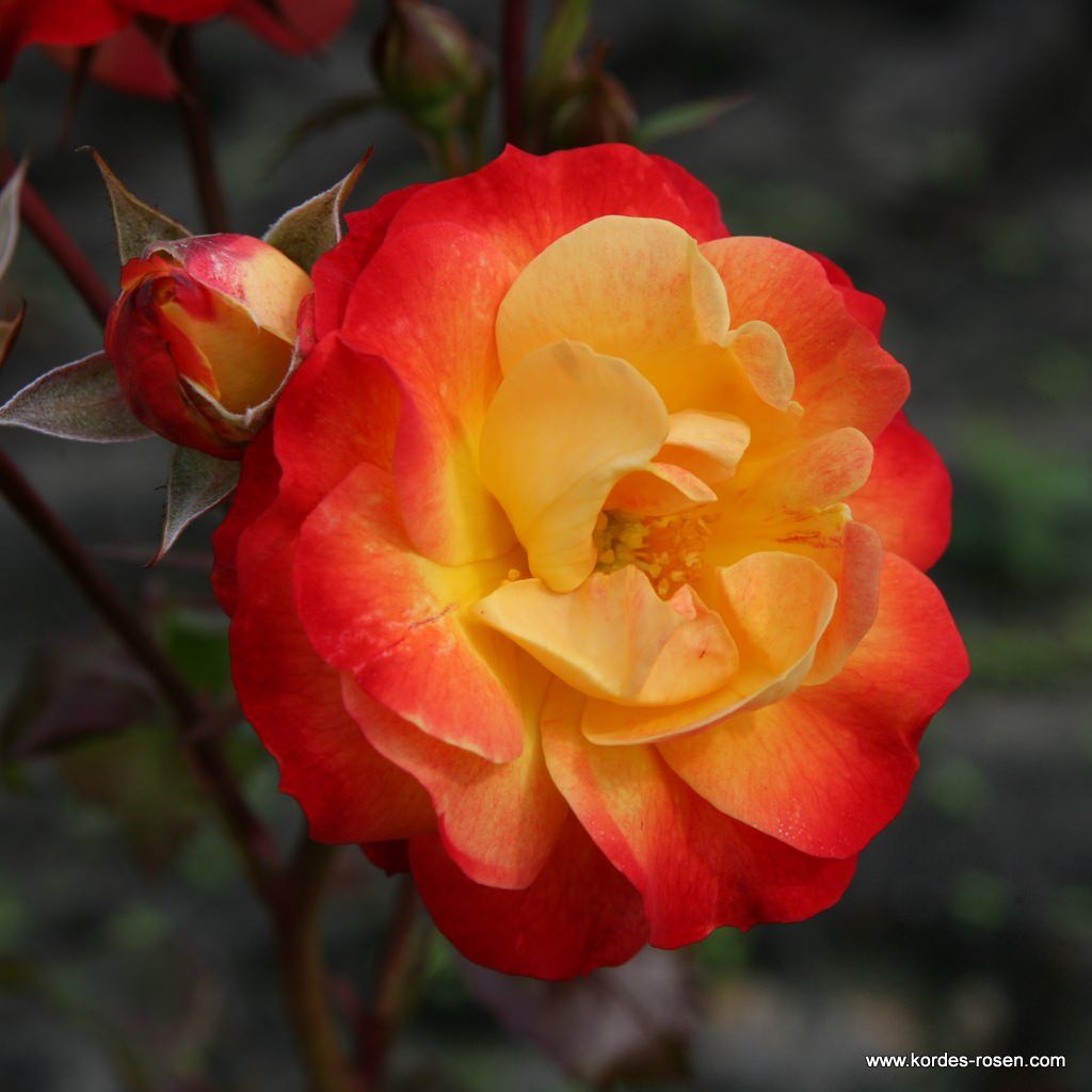 Tree Roses 80 cm | Tree Roses | Delivery Type | Garden roses | Kordes Rosen