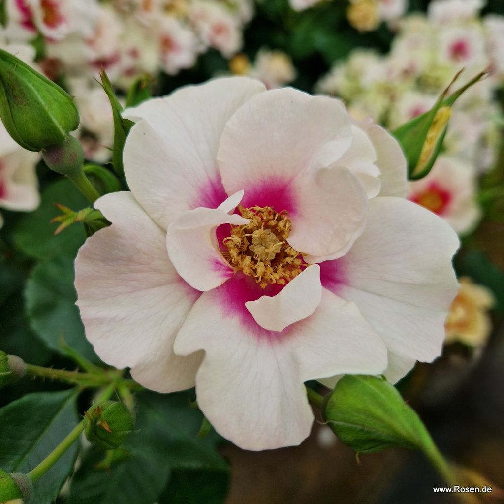 SEE YOU® in purple | Kordes Rosen