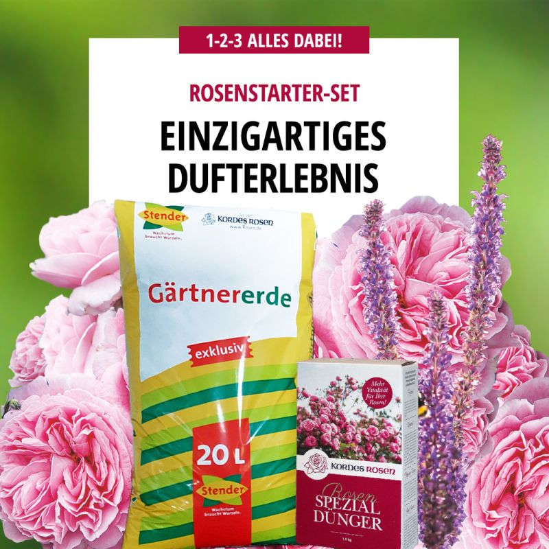 Meteor® | Kordes Rosen