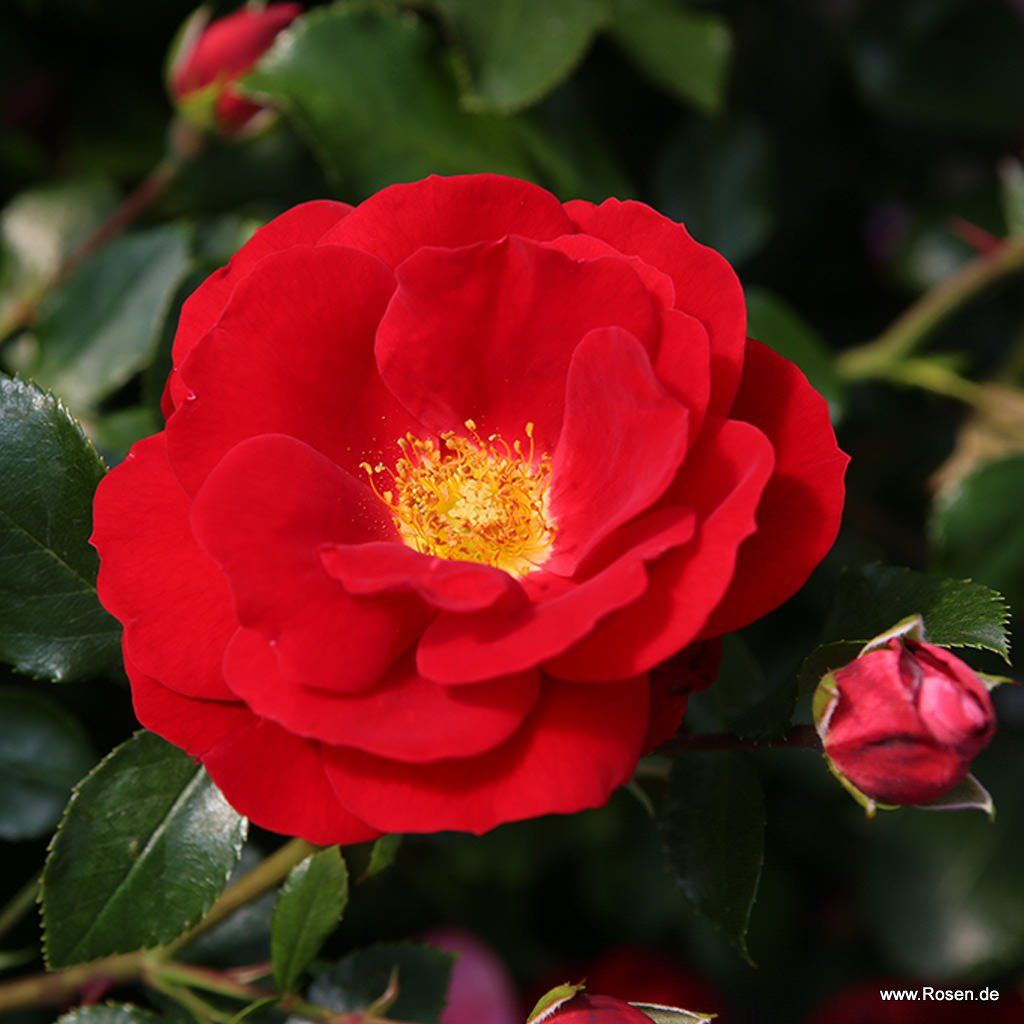 Caracho® | Kordes Rosen