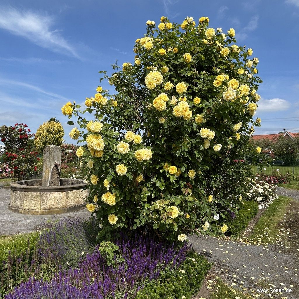 Golden Gate® | Kordes Rosen