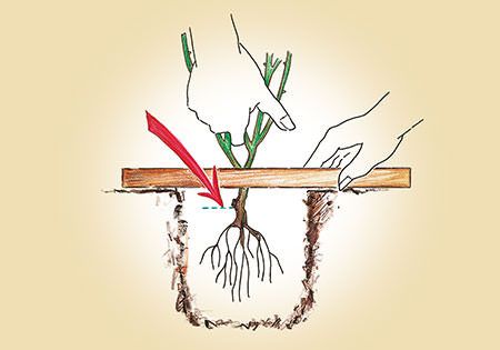 Pflanzanleitungen | Ihre Bestellung | Service | Kordes Rosen