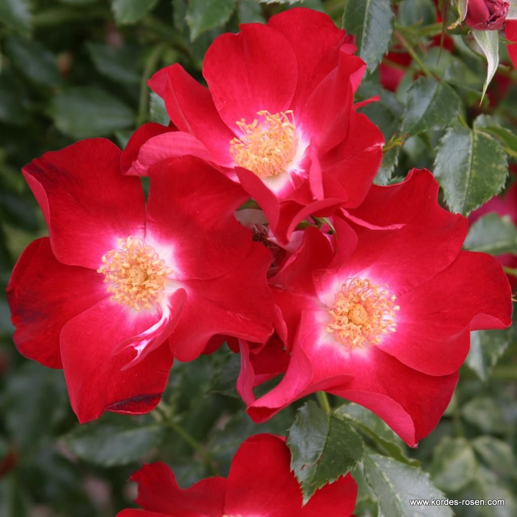Rosiers grimpants | Types de rosiers | Rosiers jardin | Kordes Rosen
