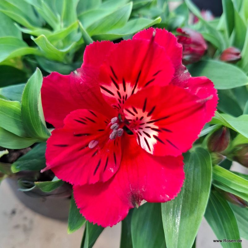 Gelenkblume 'Crystal Peak White' | Kordes Rosen