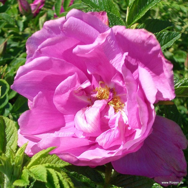 Frozen Roadrunner Rose | Kordes Rosen