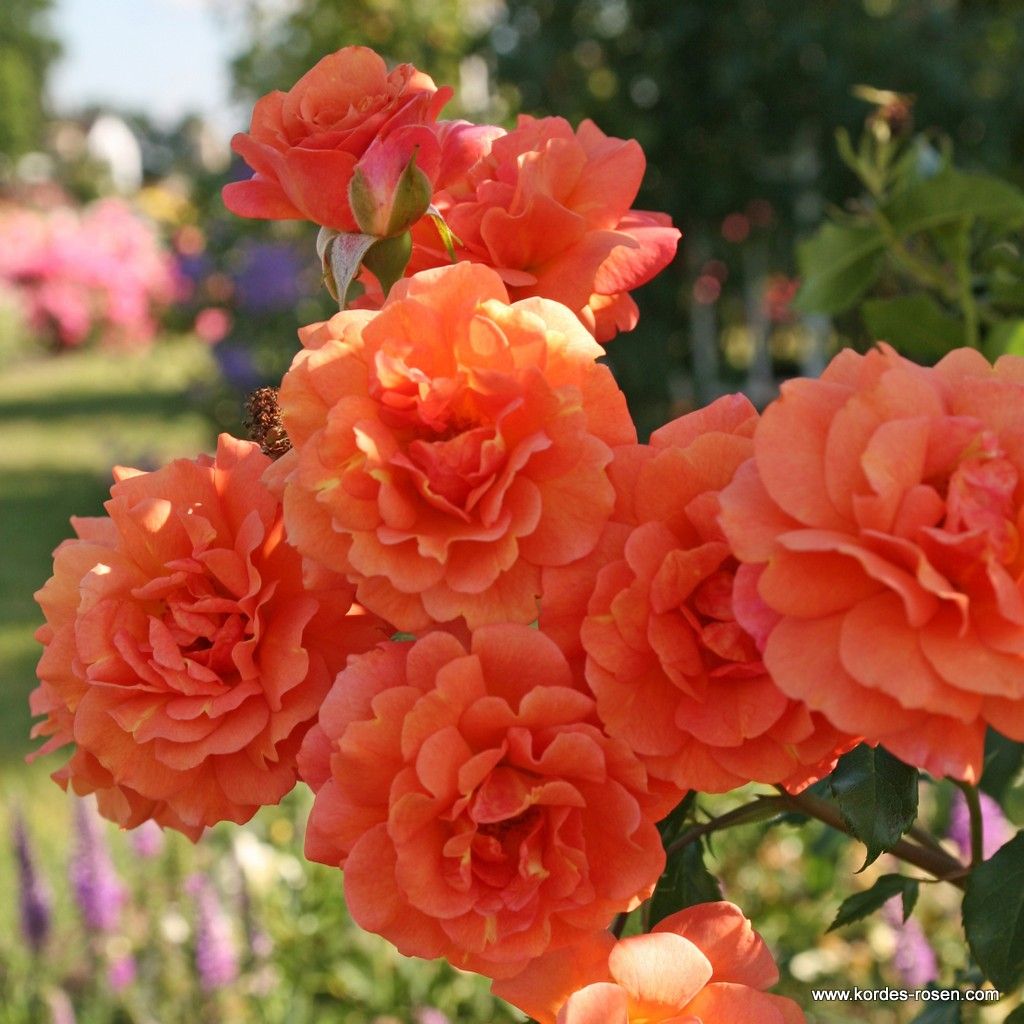 Lambada® | Kordes Rosen