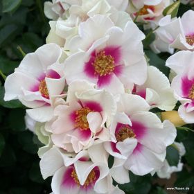 SEE YOU® in purple | Kordes Rosen
