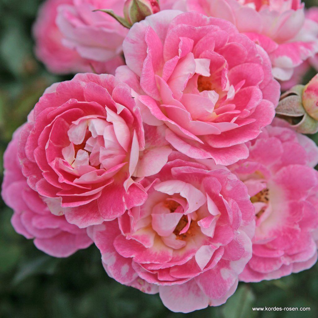 Miniature Roses | Shop By Type | Garden roses | Kordes Rosen