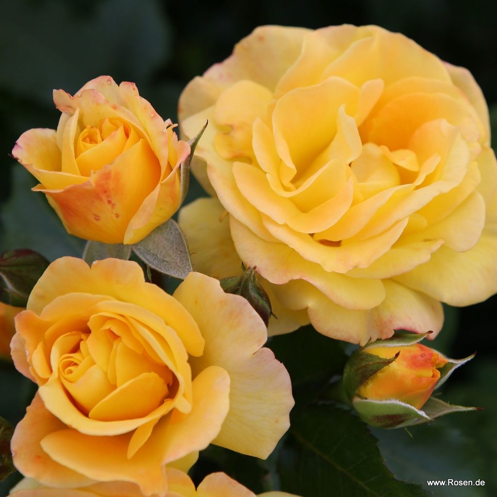 Bright Smiles® | Kordes Rosen