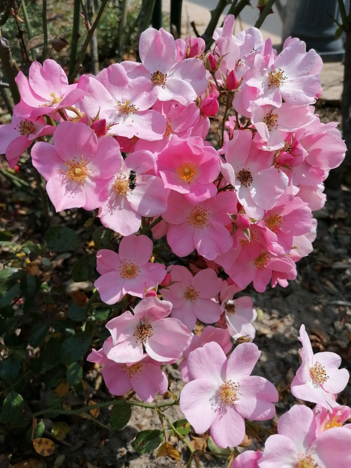 Fortuna® | Kordes Rosen