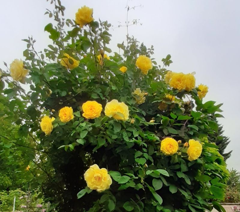 Golden Gate® | Kordes Rosen