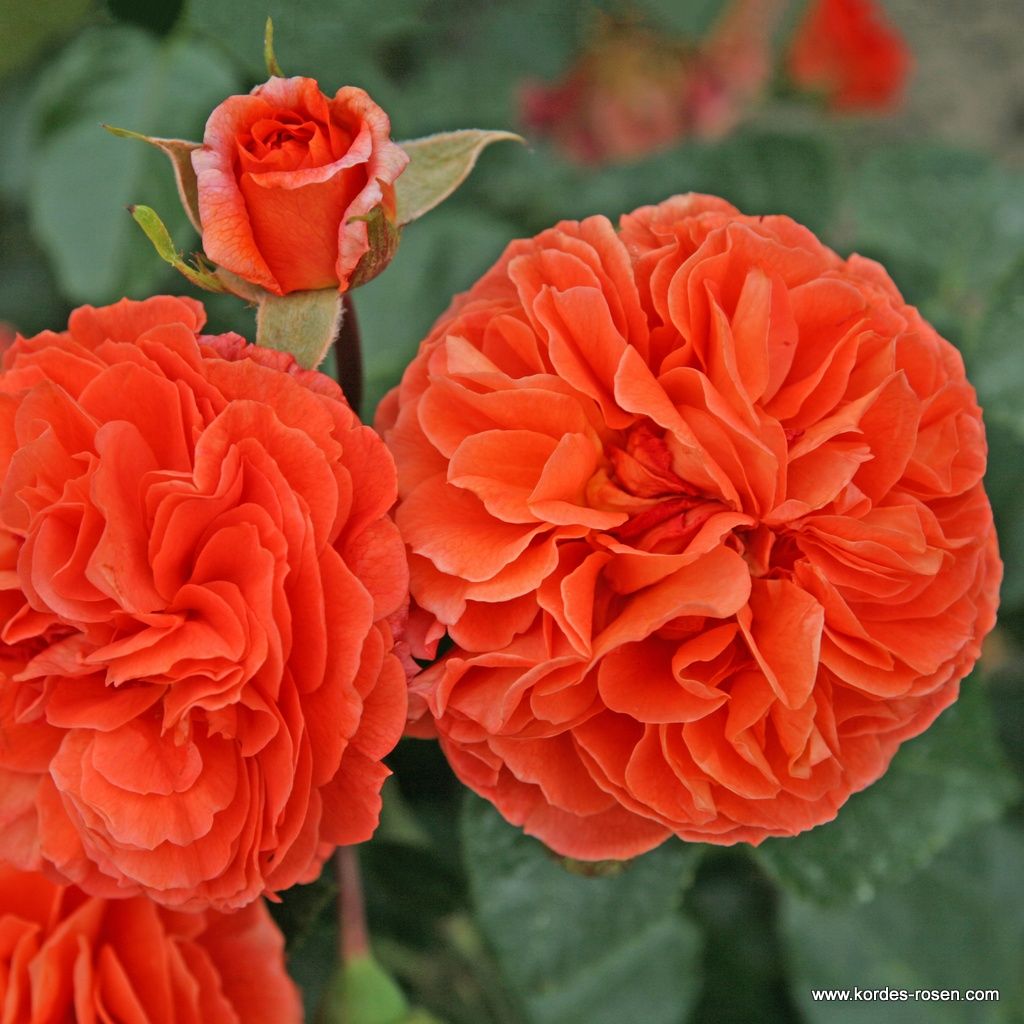Orangerie® / Friedrichstadt-Rose | Kordes Rosen