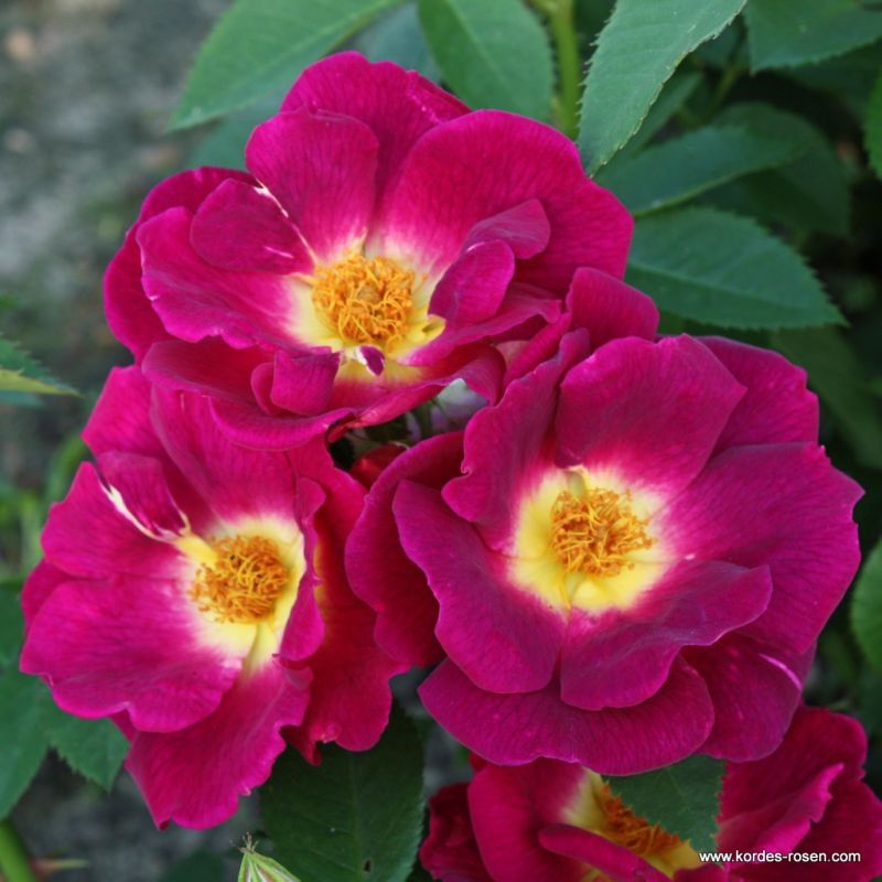 Topolina® | Kordes Rosen