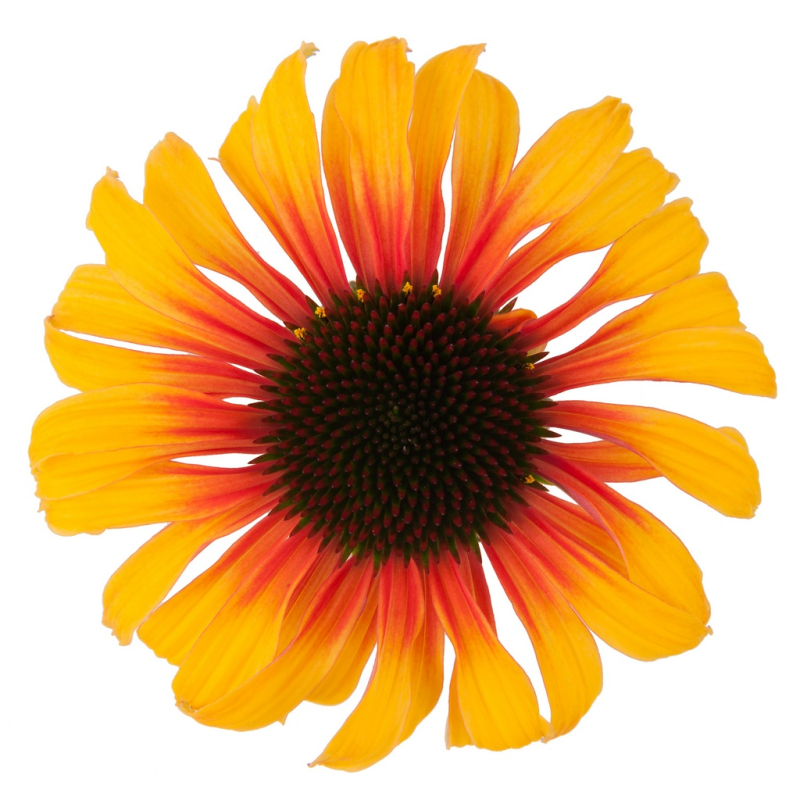 Sonnenhut 'Sombrero® Special Yellow Red' | Kordes Rosen