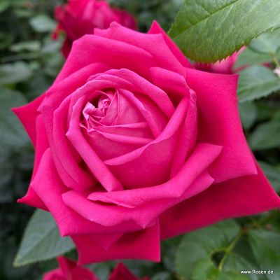 Ruby Kiss® Rose | Kordes Rosen