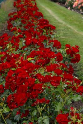 Beetrosen | Kordes Rosen